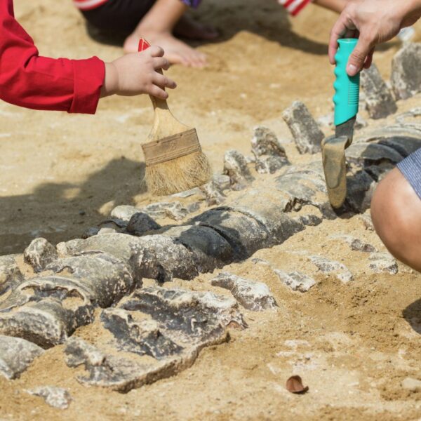 Dinosaurs in BC: Fossil hunting - NatureKidsBC