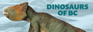 Dinosaurs in BC: Fossil hunting - NatureKidsBC