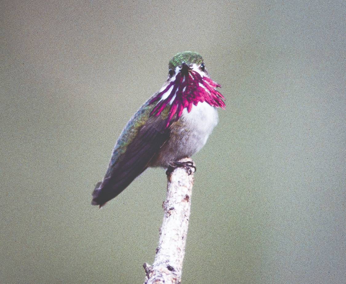 The Five Hummingbirds of British Columbia - NatureKidsBC