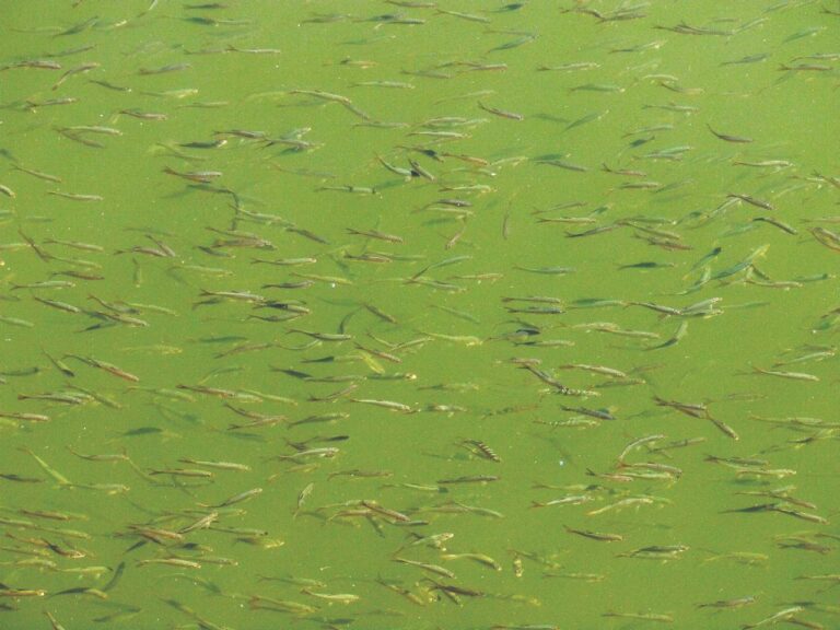 How do salmon find their way home? - NatureKidsBC