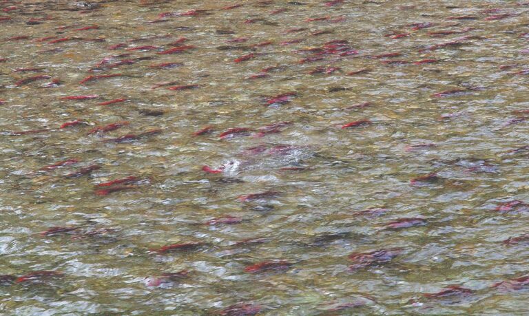 How do salmon find their way home? - NatureKidsBC