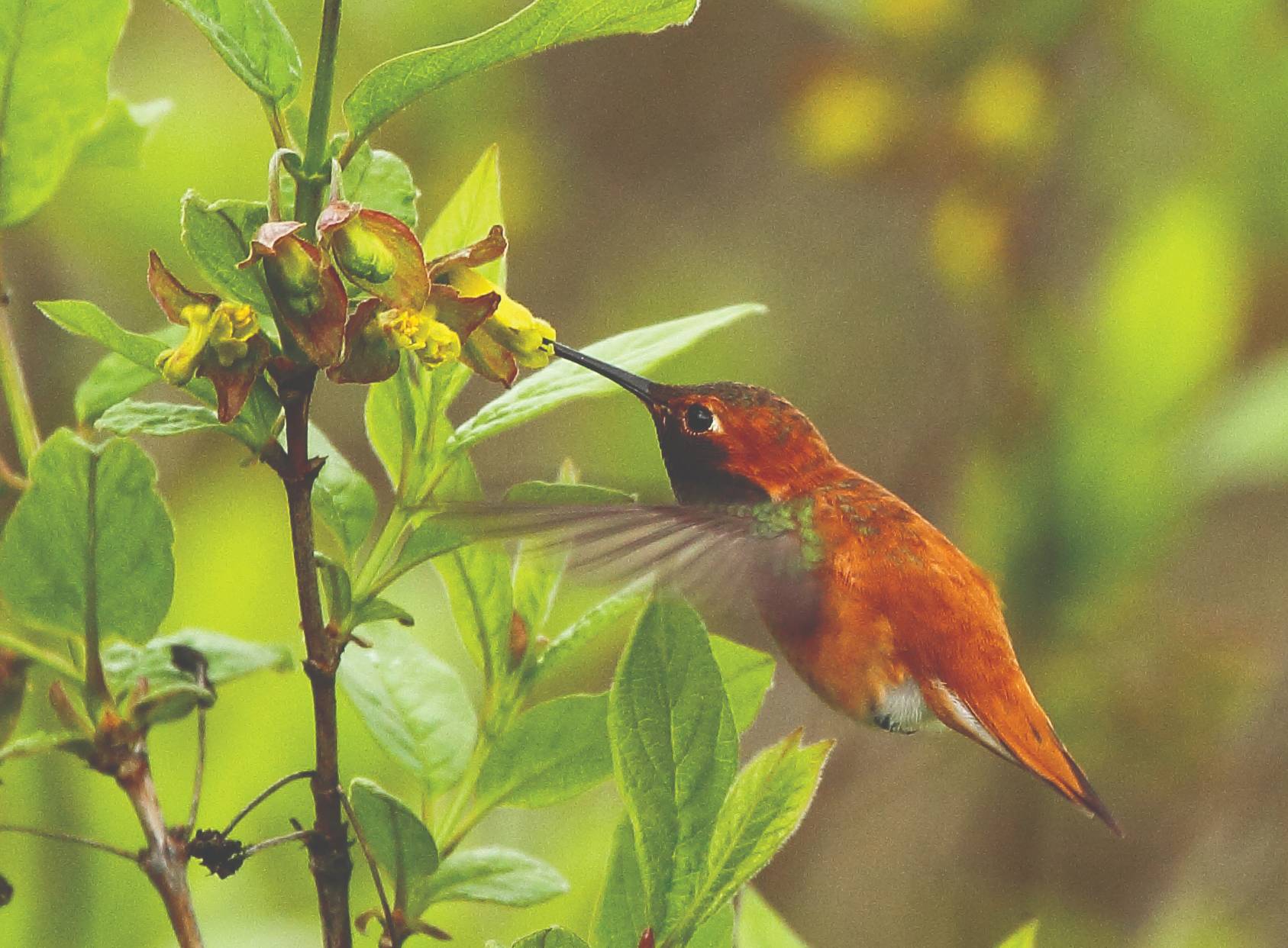 The Five Hummingbirds of British Columbia - NatureKidsBC