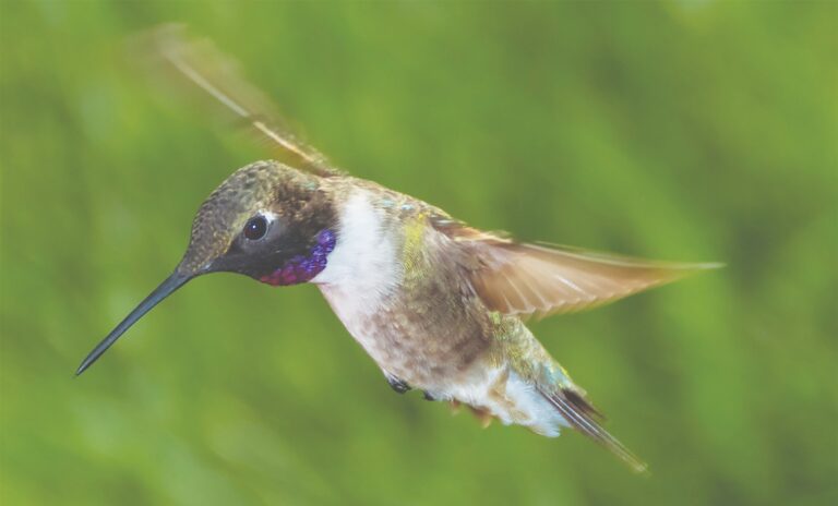 The Five Hummingbirds of British Columbia - NatureKidsBC