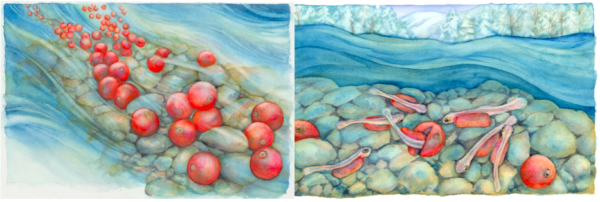 How do salmon find their way home? - NatureKidsBC