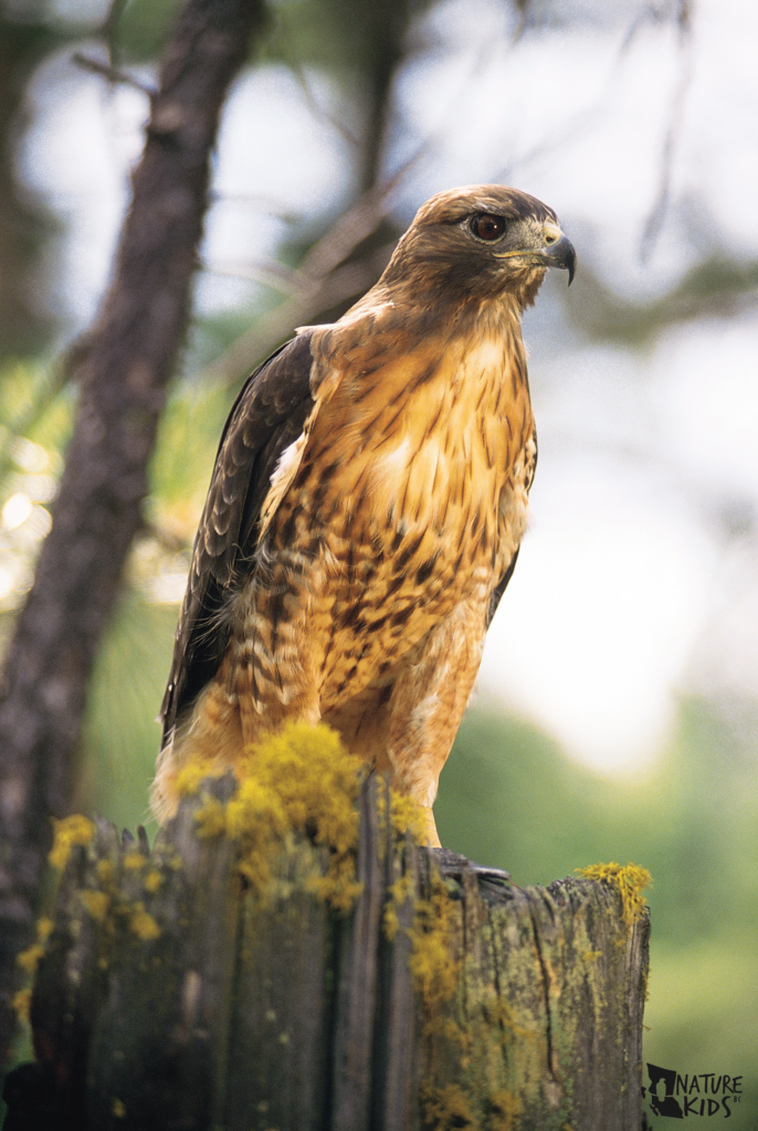 Uncovering Castlegar’s Avian Wonders: A Birding Event Recap! - NatureKidsBC